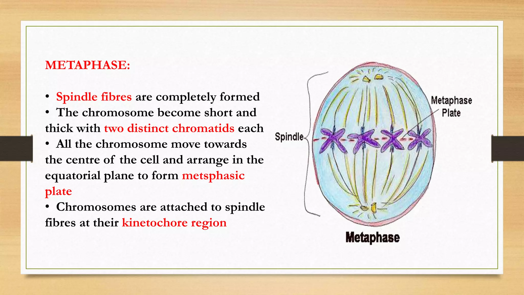 CELL CYCLE , MITOSIS ,MEIOSIS AND CELL REGULATION | PPTX