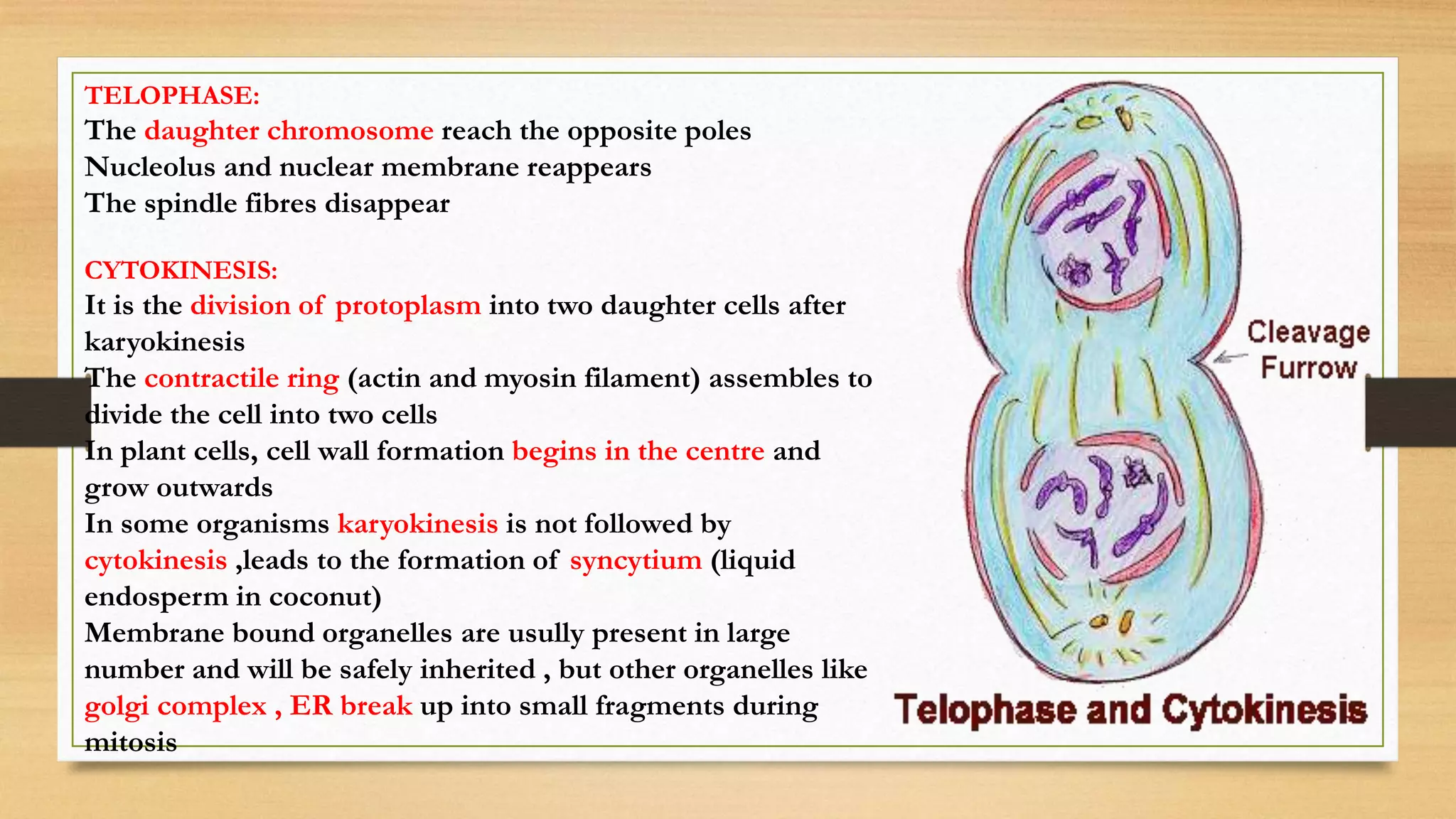 CELL CYCLE , MITOSIS ,MEIOSIS AND CELL REGULATION | PPTX