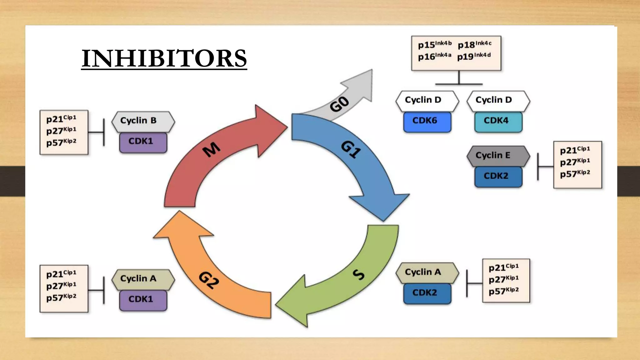 CELL CYCLE , MITOSIS ,MEIOSIS AND CELL REGULATION | PPTX
