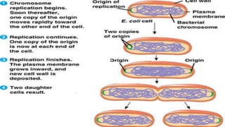 CELL CYCLE , MITOSIS ,MEIOSIS AND CELL REGULATION | PPTX