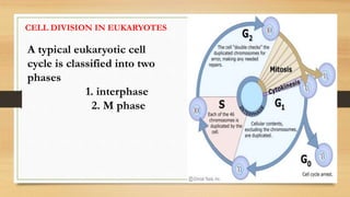 CELL CYCLE , MITOSIS ,MEIOSIS AND CELL REGULATION | PPTX