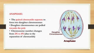 CELL CYCLE , MITOSIS ,MEIOSIS AND CELL REGULATION | PPTX