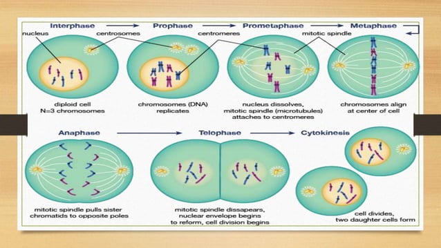 CELL CYCLE , MITOSIS ,MEIOSIS AND CELL REGULATION | PPTX