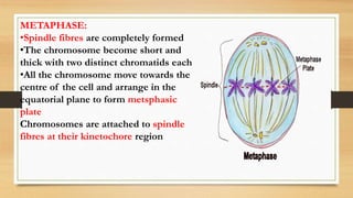 CELL CYCLE , MITOSIS ,MEIOSIS AND CELL REGULATION | PPTX