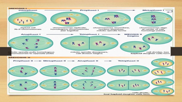 CELL CYCLE , MITOSIS ,MEIOSIS AND CELL REGULATION | PPTX