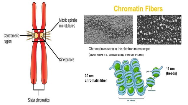CELL CYCLE , MITOSIS ,MEIOSIS AND CELL REGULATION | PPTX