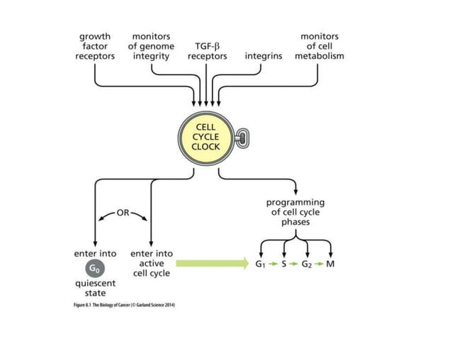 Cell cycle and therapeutic implications | PPTX