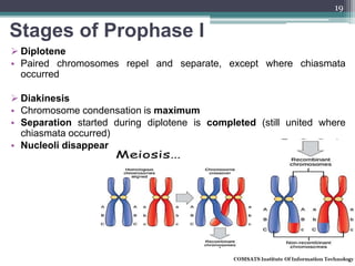 Cell cycle | PPT