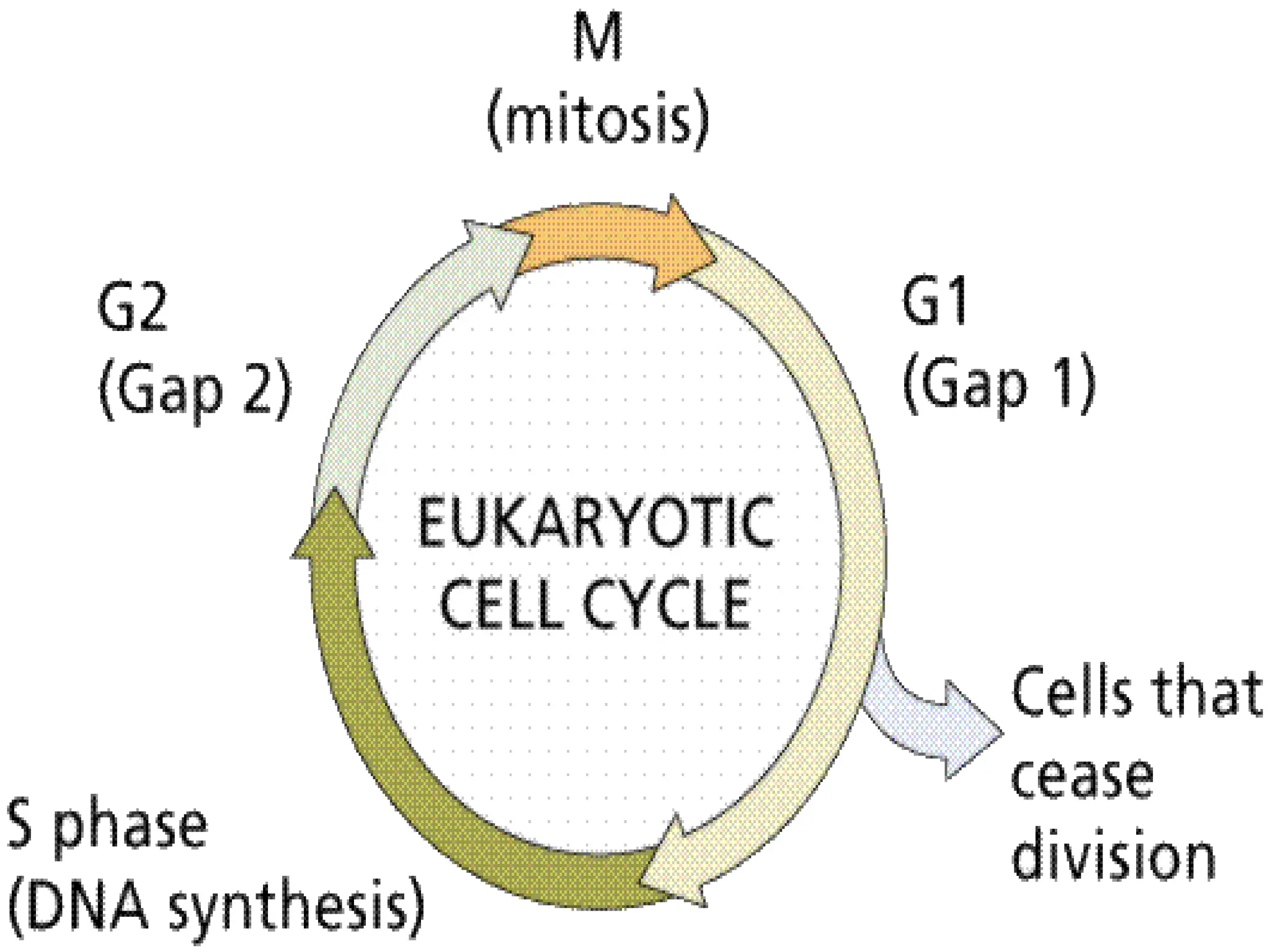 Cell Cycle, Cell cycle Check Points, Cell cycle regulation and Tumor ...