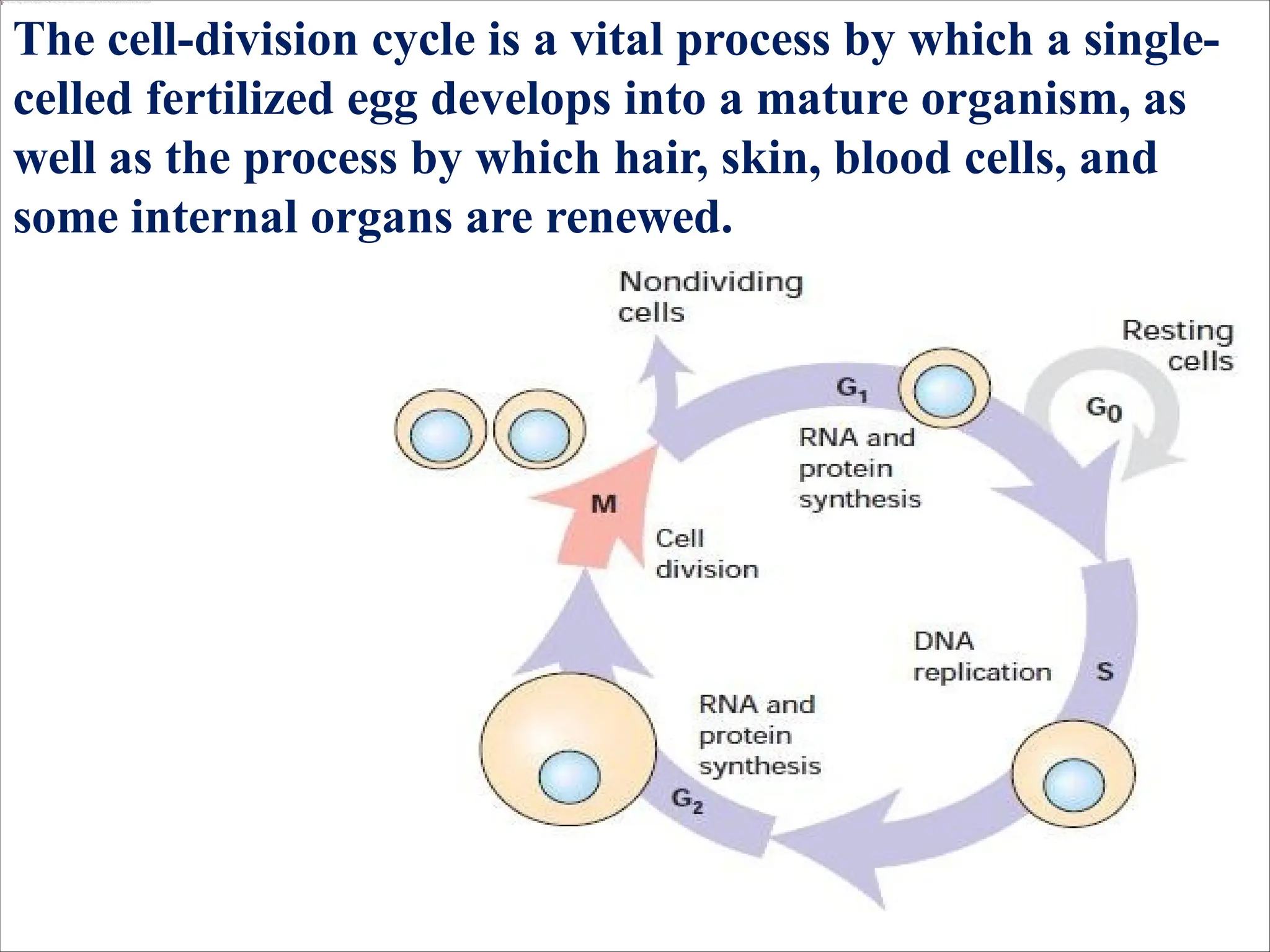Cell Cycle, Cell cycle Check Points, Cell cycle regulation and Tumor ...