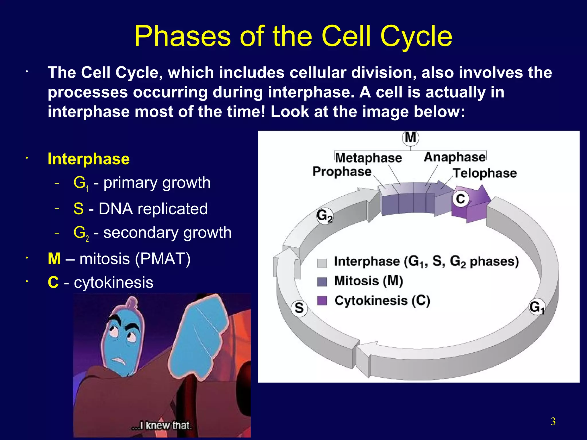 The Cell Cycle and Cancer | PPT