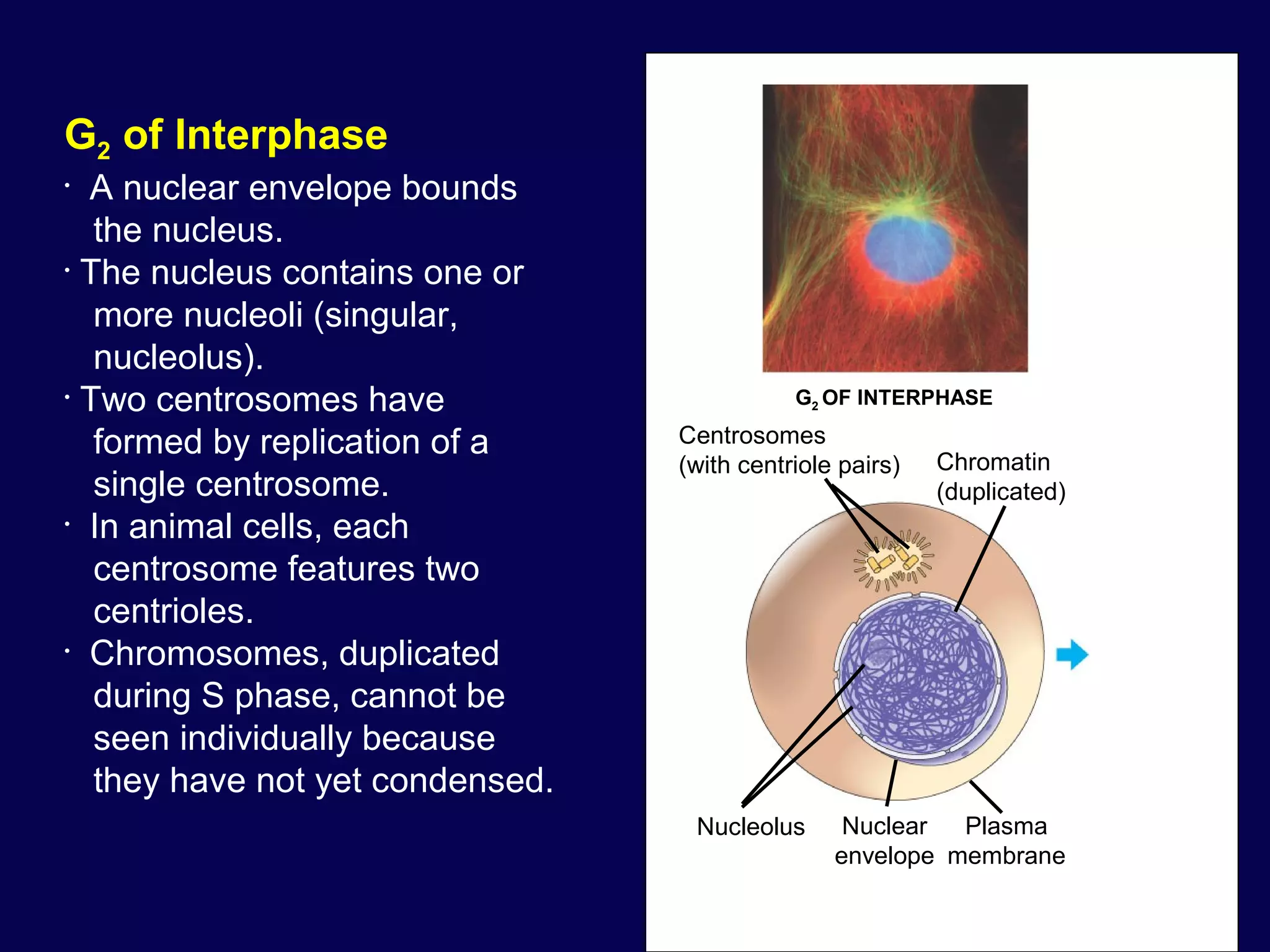 The Cell Cycle and Cancer | PPT