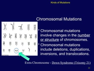 The Cell Cycle and Cancer | PPT