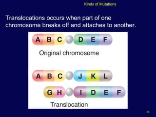 The Cell Cycle and Cancer | PPT