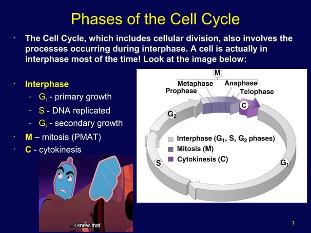 The Cell Cycle and Cancer | PPT | Cancer | Diseases and Conditions