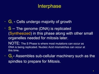The Cell Cycle and Cancer | PPT