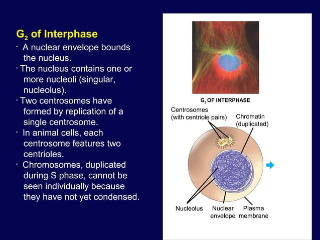 The Cell Cycle and Cancer | PPT | Cancer | Diseases and Conditions