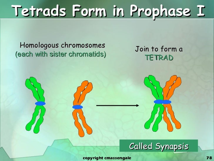 Cell cycle & cell division