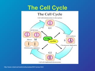 Cell cycle & cell division | PPT