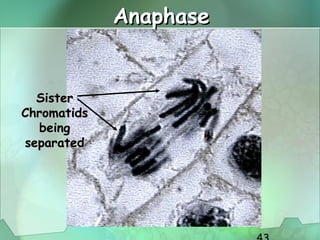 Cell cycle, Mitosis, Meiosis | PPT