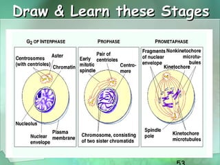 Cell cycle, Mitosis, Meiosis | PPT