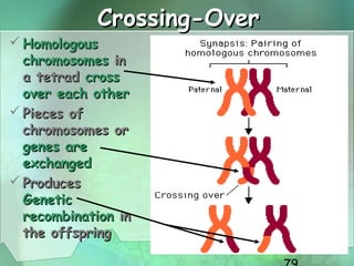 Cell cycle, Mitosis, Meiosis | PPT