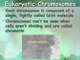 Cell cycle, Mitosis, Meiosis | PPT