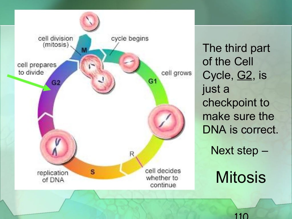 Cell cycle, Mitosis, Meiosis