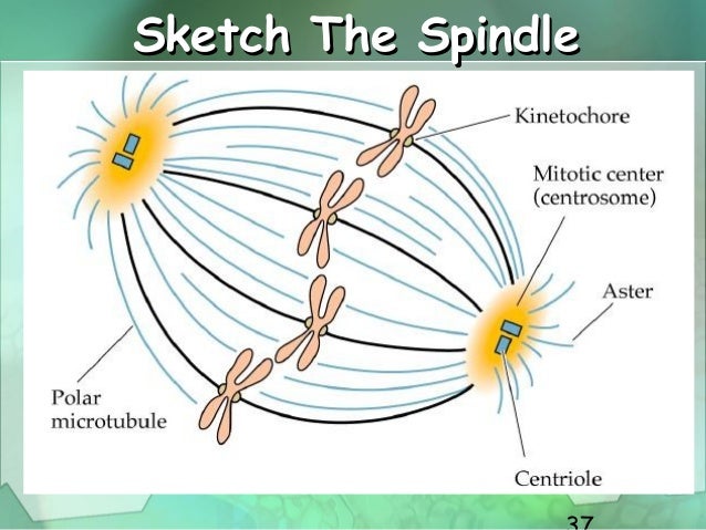 Cell cycle, Mitosis, Meiosis