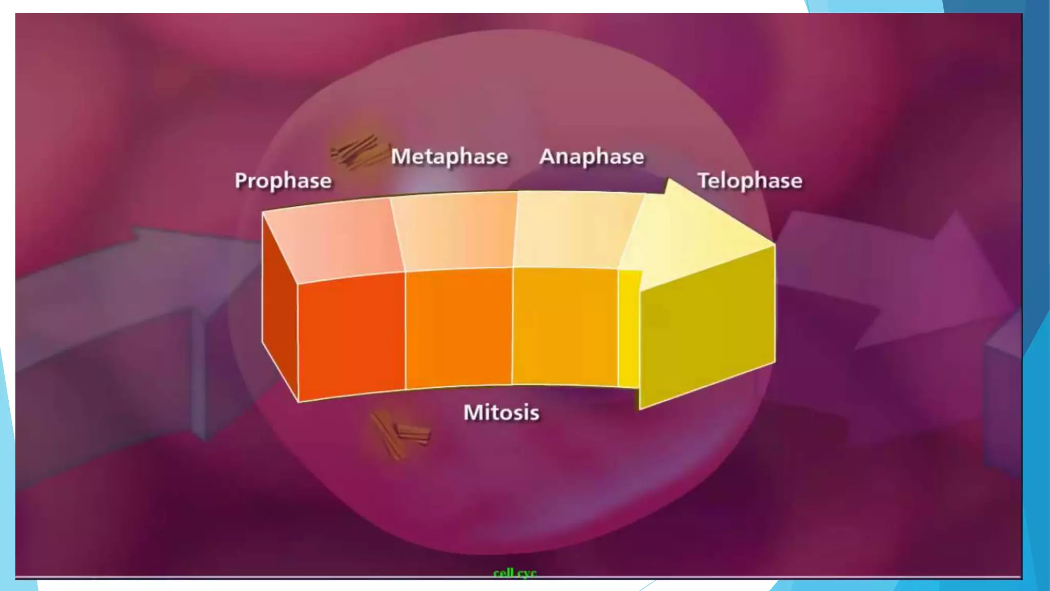 CELL CYCLE & CELL DIVISION.pptx