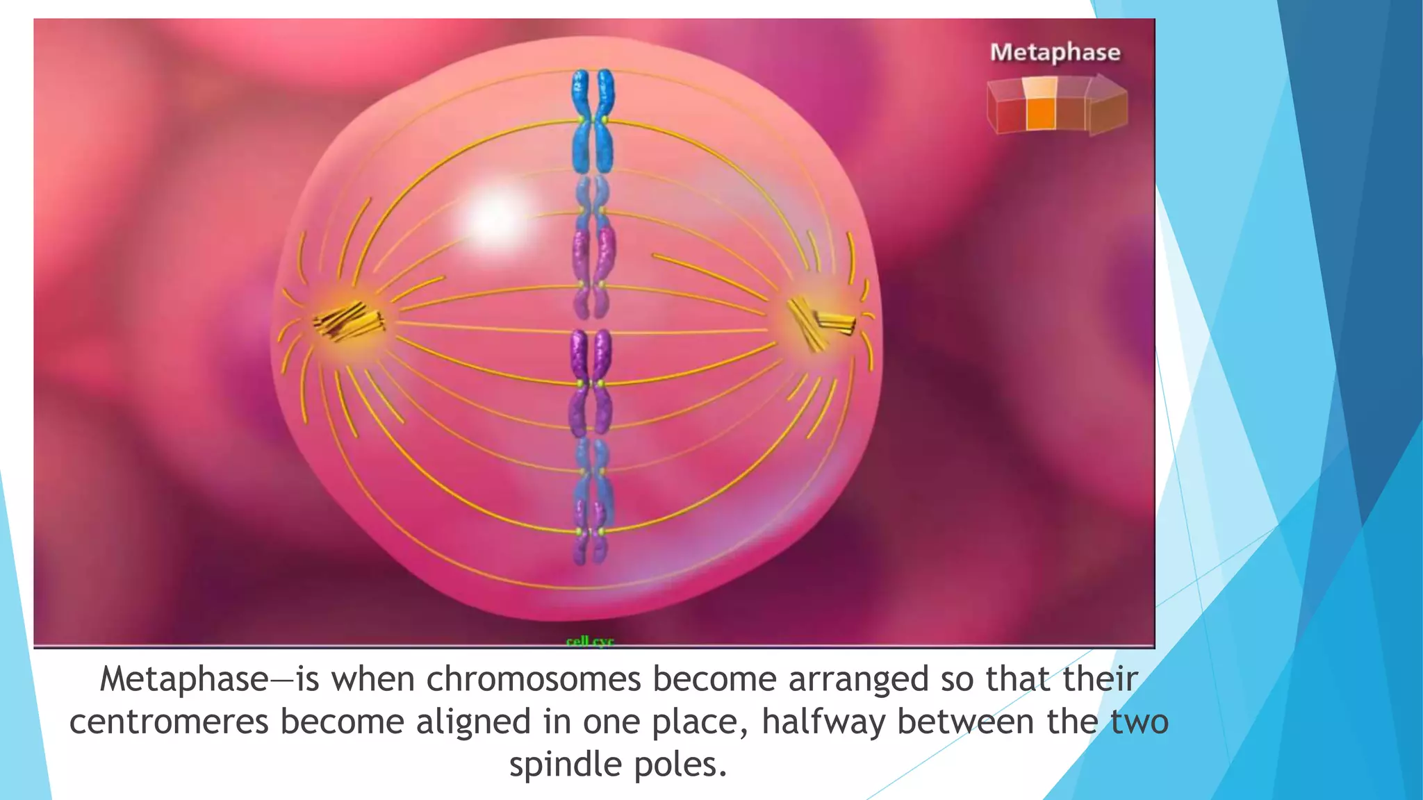 CELL CYCLE & CELL DIVISION.pptx