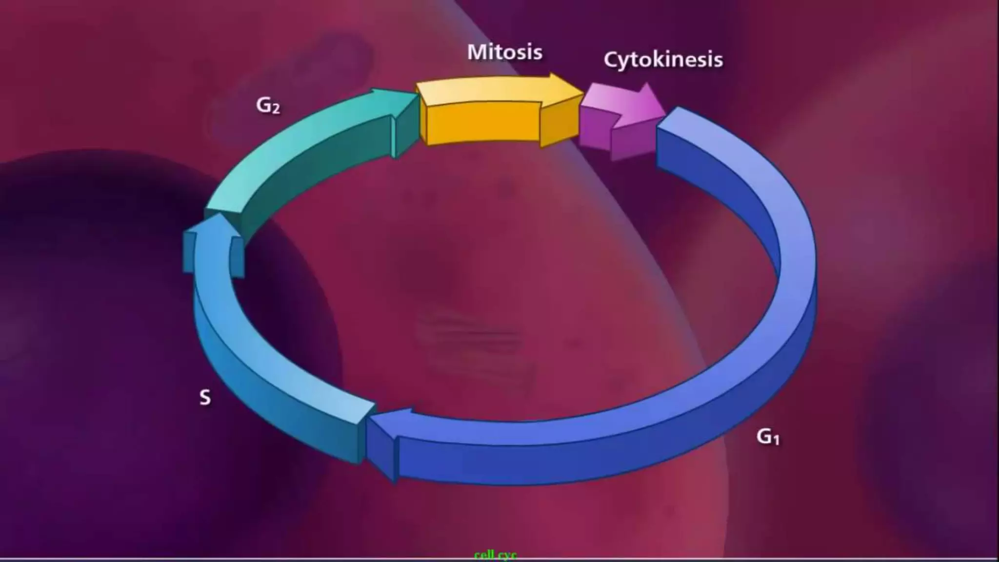CELL CYCLE & CELL DIVISION.pptx