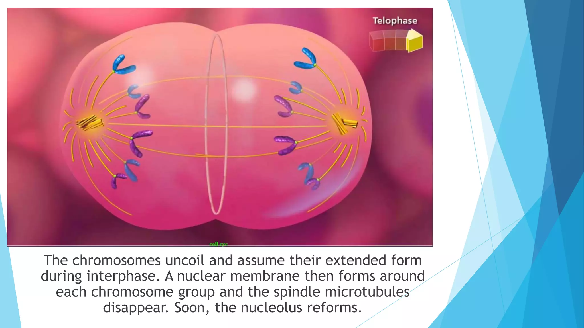 CELL CYCLE & CELL DIVISION.pptx
