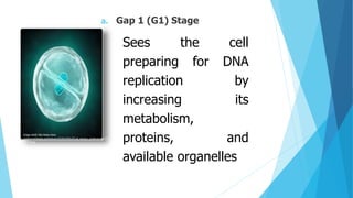 CELL CYCLE & CELL DIVISION.pptx