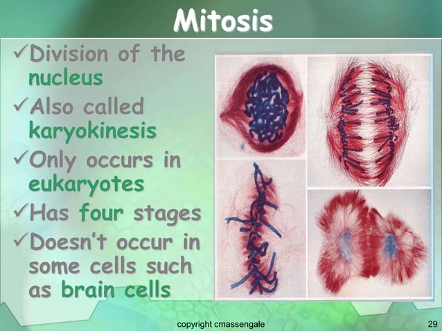 Cell Cycle & Cell Division.ppt