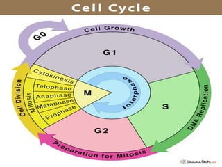 CELL CYCLE & CELL DIVISION.pptx