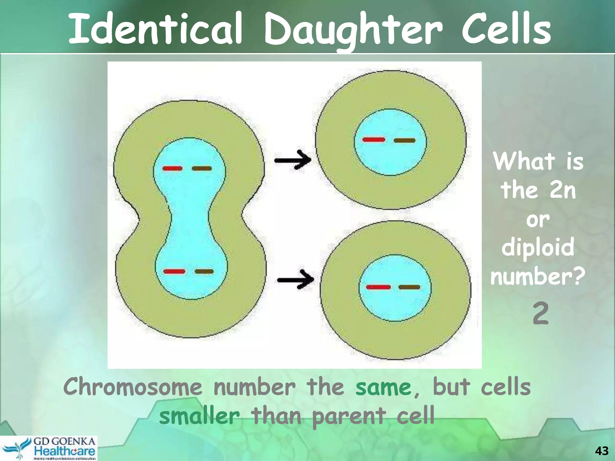 Cell Cycle & Cell Division.ppt.pptx