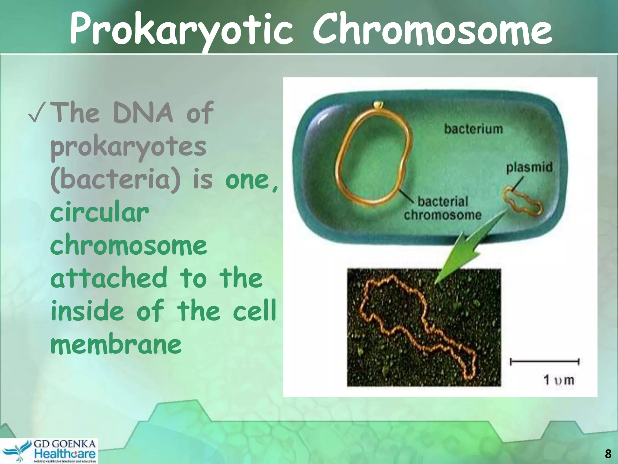 Cell Cycle & Cell Division.ppt.pptx