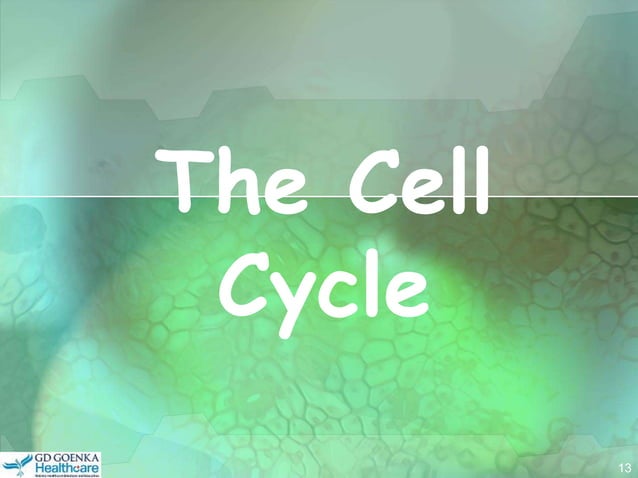 Cell Cycle & Cell Division.ppt.pptx