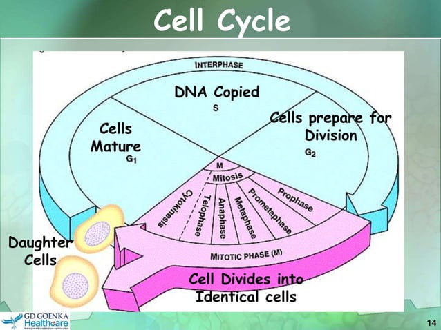 Cell Cycle & Cell Division.ppt.pptx