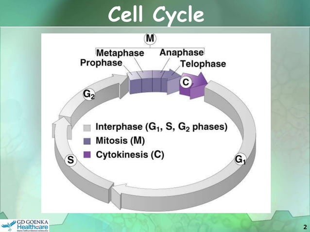 Cell Cycle & Cell Division.ppt.pptx