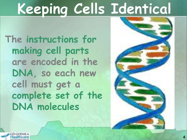 Cell Cycle & Cell Division.ppt.pptx