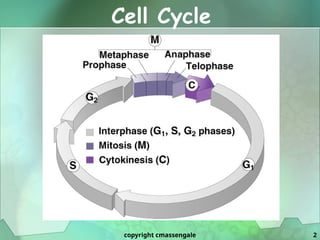 High School Biology Cell Cycle & Cell Division | PPTX