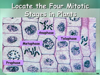 Prometaphase Slide