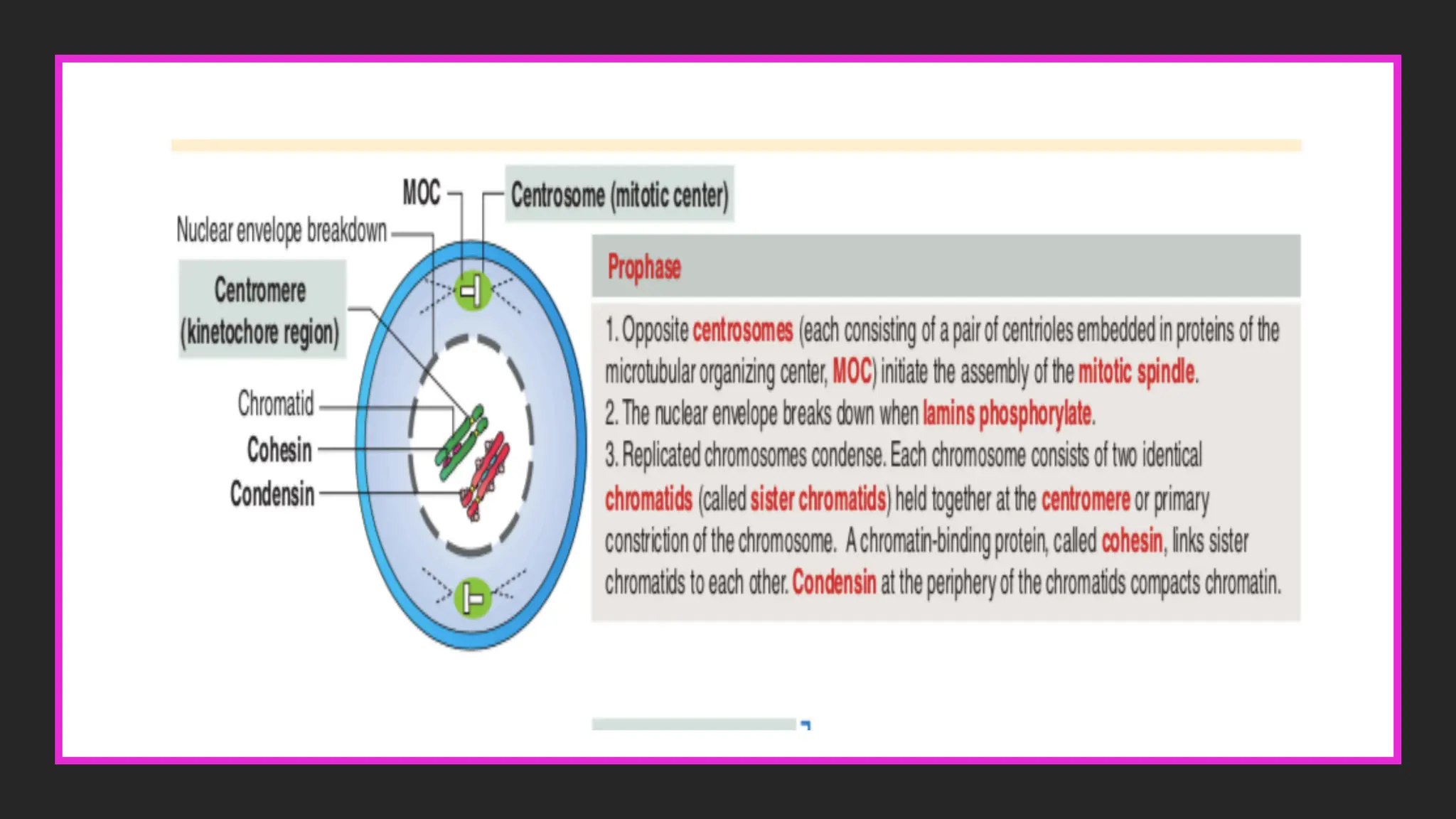 cell cycle,cell division_lec 6.pdfrdthdrhdrhdr | PPT