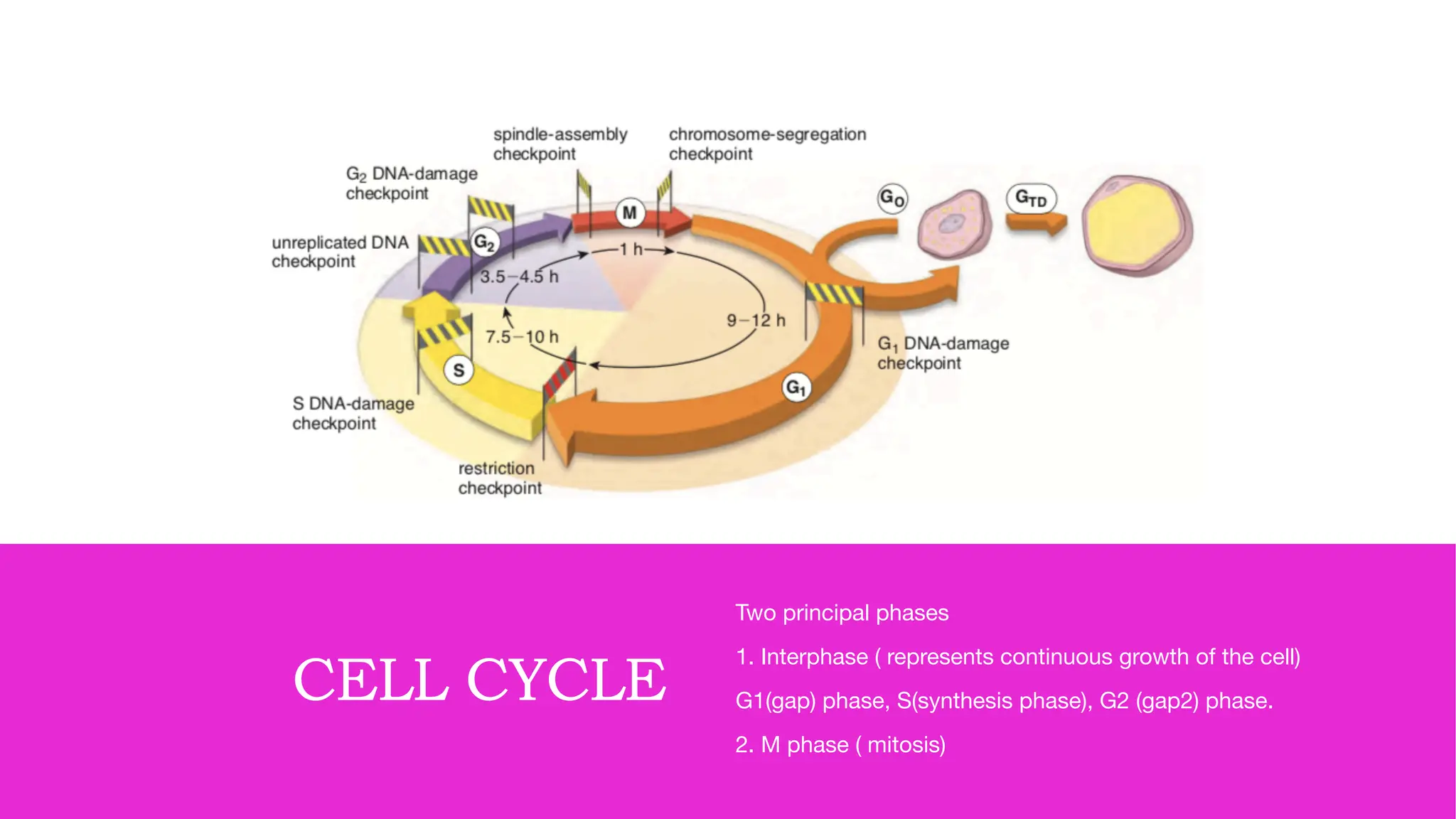 cell cycle,cell division_lec 6.pdfrdthdrhdrhdr | PPT