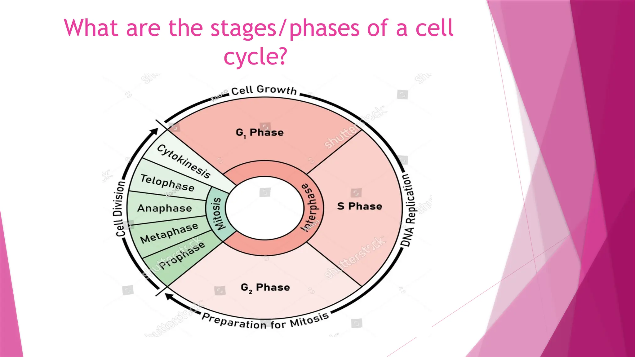 CELL CYCLE CELL DIVISION - mitosis and meiosis comparison and cell ...