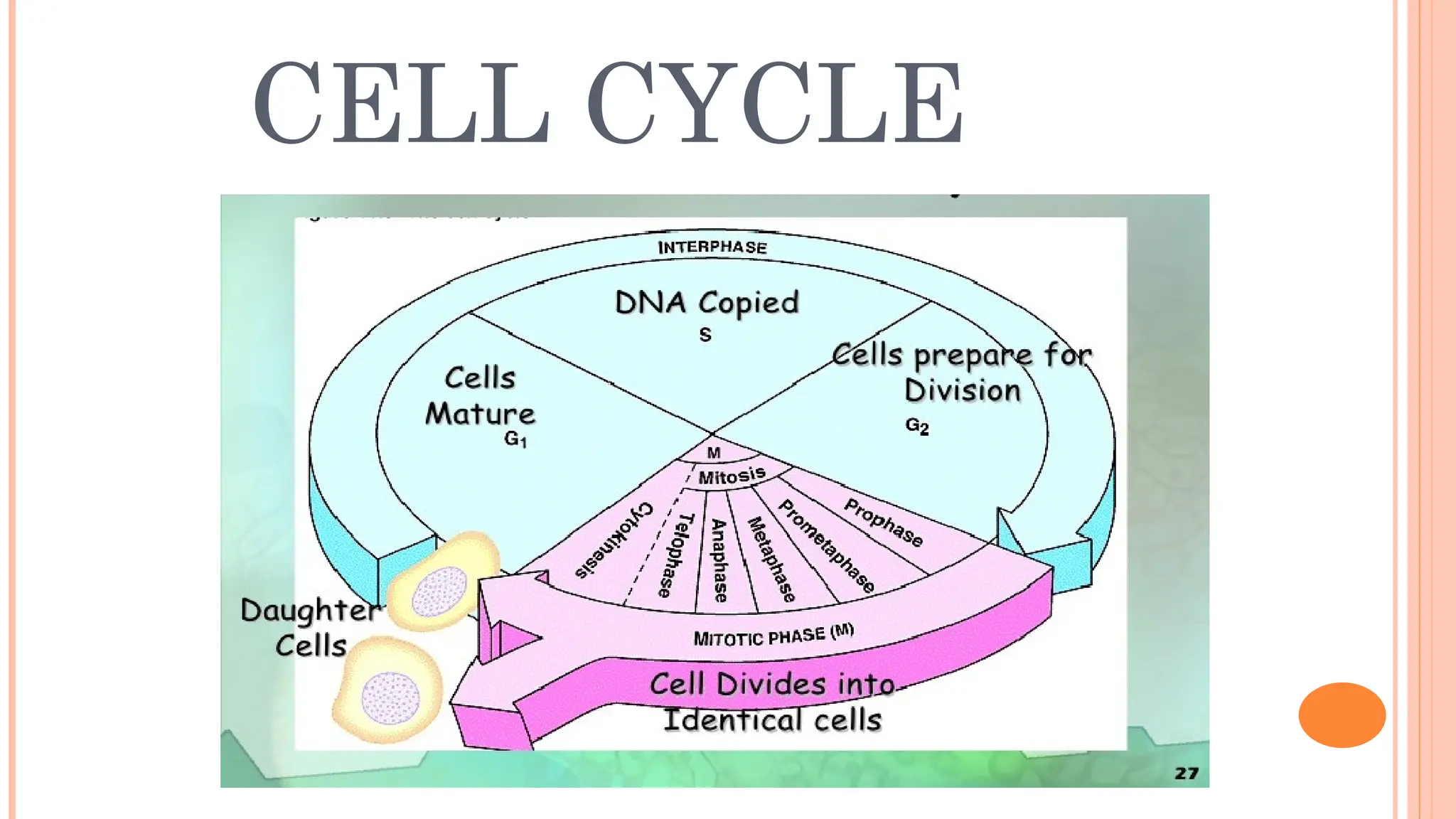 CELL CYCLE CELL DIVISION - mitosis and meiosis comparison and cell ...