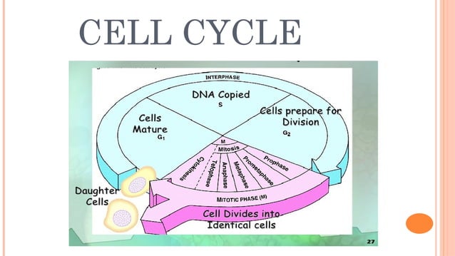 CELL CYCLE CELL DIVISION - mitosis and meiosis comparison and cell ...