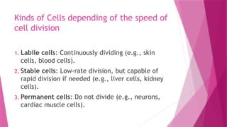CELL CYCLE CELL DIVISION - mitosis and meiosis comparison and cell ...